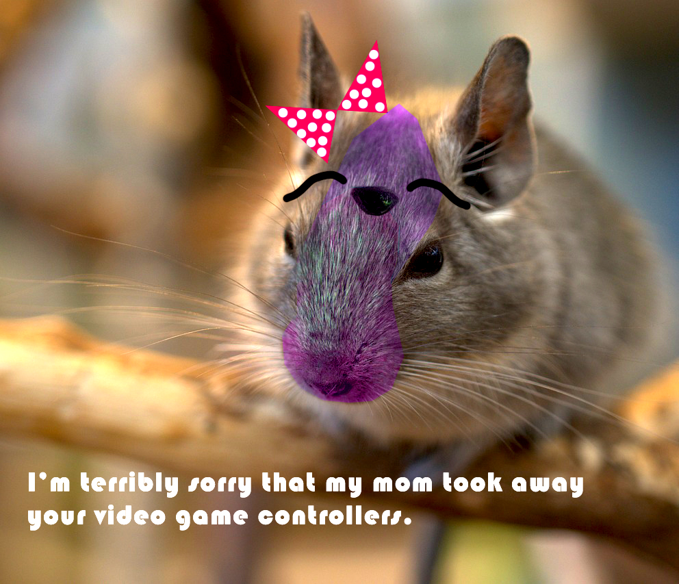 Chinchilla Meme – Maggie Bechtel